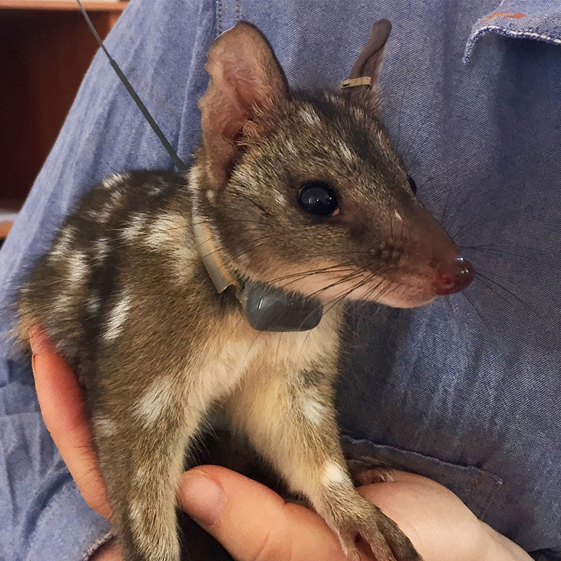Arid Recovery - Year of the Quoll
