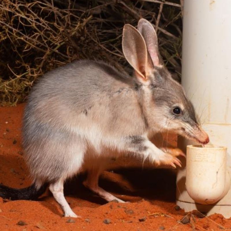 Arid Recovery - Can bilbies and rabbits beat the heat?