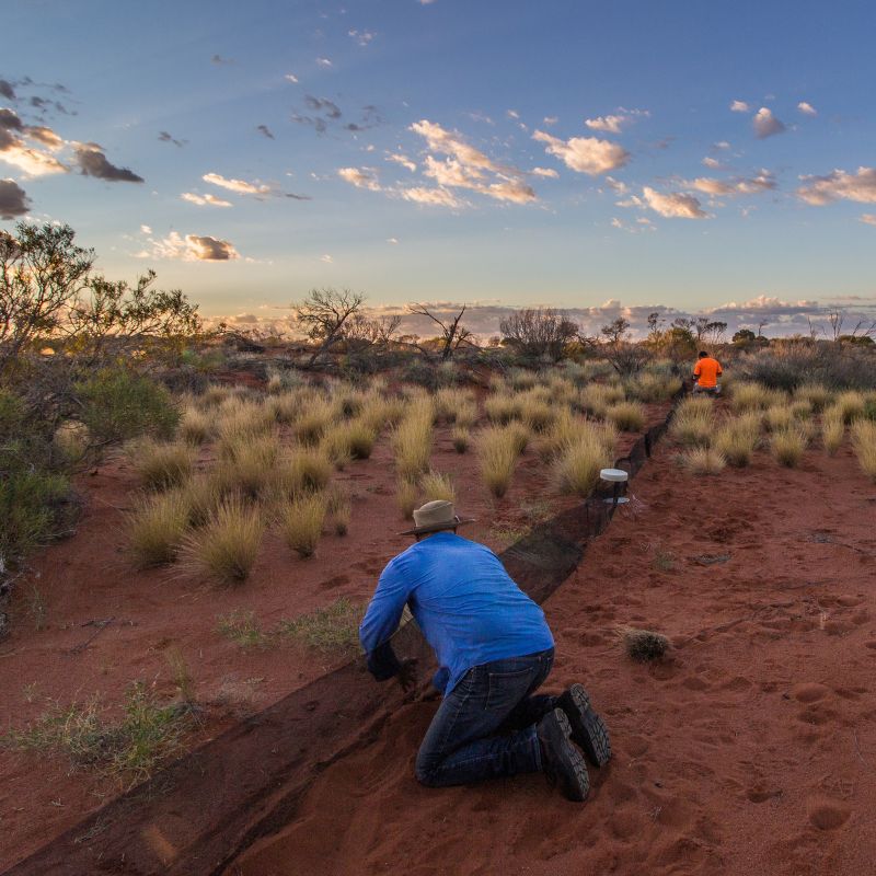 Arid Recovery - How removing invasive predators reshaped desert mammal ...