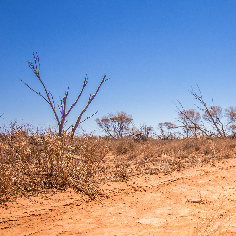 Arid Recovery - Desperately dry: Arid Recovery struggles through worst ...