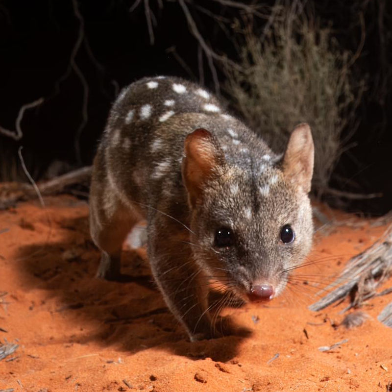 Arid Recovery - The quest to keep quolls out of the quoll-free control ...